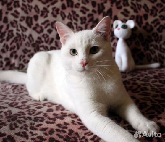 Молодой белый котик