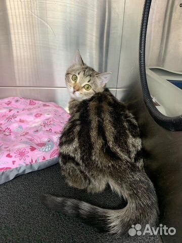Котенок Тиффани