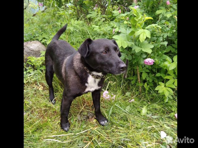 Собачка Жужа ищет дом