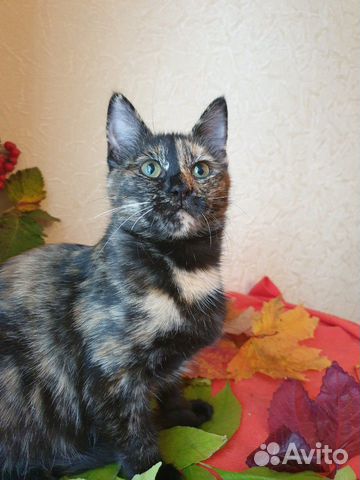 Кошечка Лейла, 10 месяцев