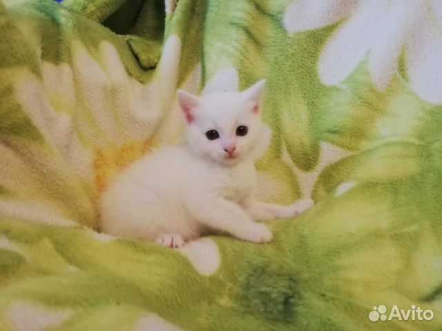 Котенок короткошерстной ангоры