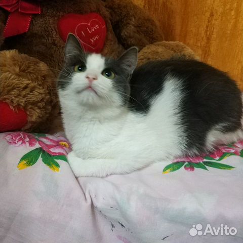 Плюшевая милота