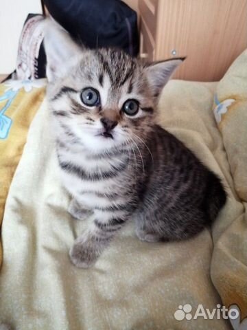 Продам британчиков