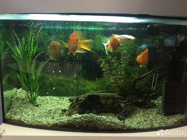 Аквариум