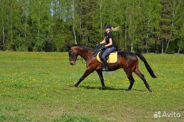 Спортивный мерин в аренду