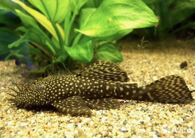 Сомик Анциструс (самец) в Пушкине