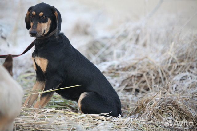 Ищет дом шикарный щенок Ася