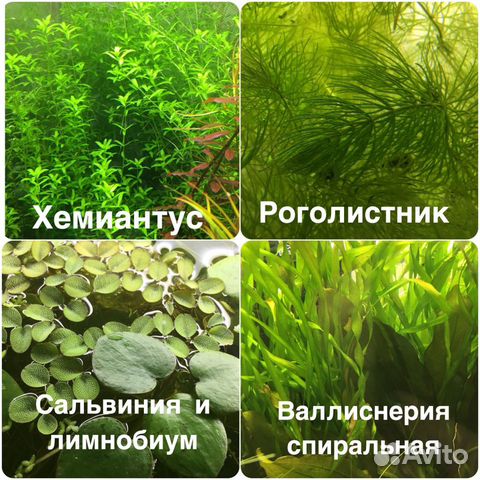 Растения, гуппи Эндлера японские, Креветки blue dr
