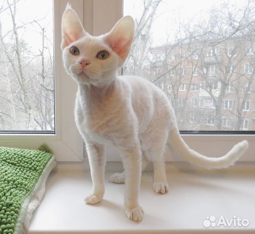 Девон-рекс, белоснежный котик антистресс