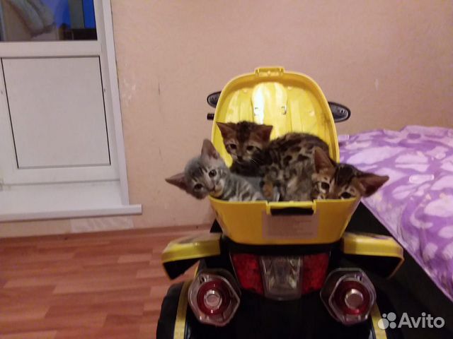 Бенгальские котята