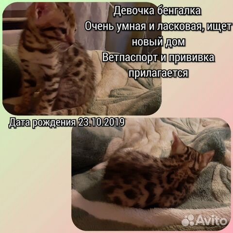 Бенгальская