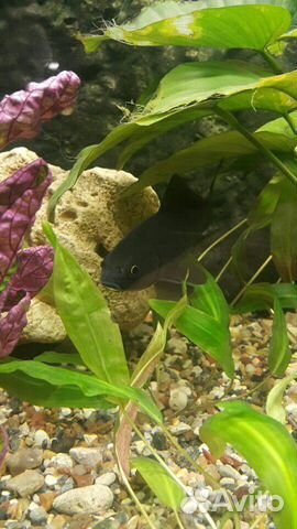 Аквариумная Комета