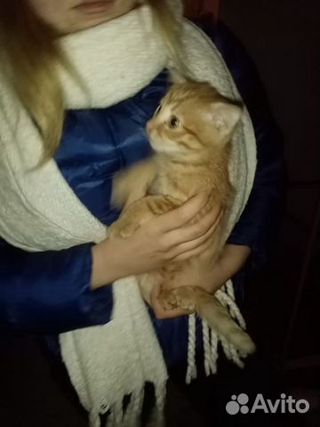 Рыжик ищет дом