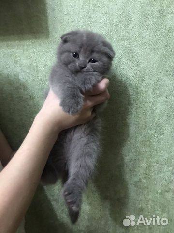 Шотландская