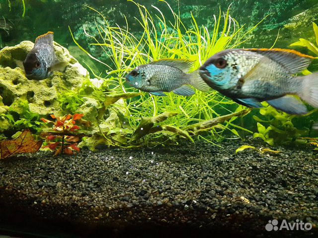 Нанакара Электрик Блю