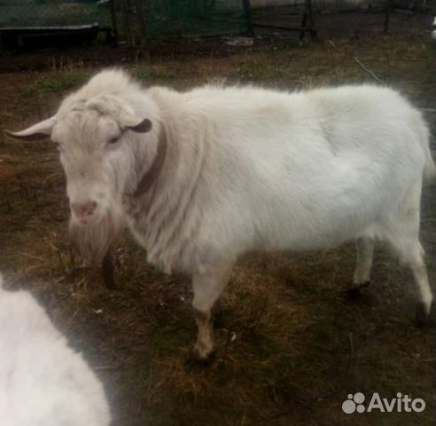 Продаю козла