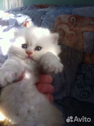 Продаются котята, Шотландские вислоухие