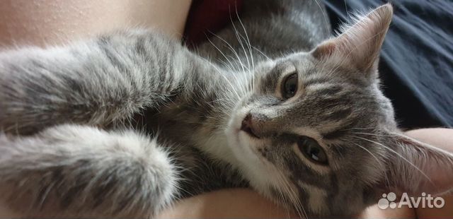 Кошка