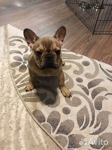 Французский бульдог