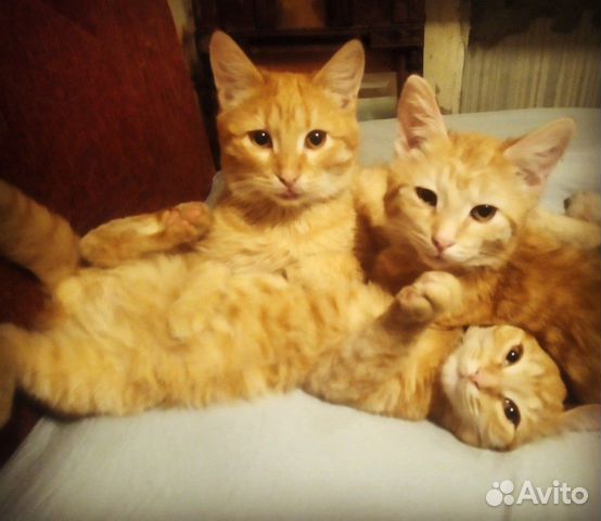 Пушистые рыжики и черепашка