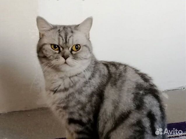 Британка в самые добрые руки