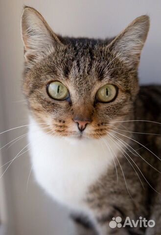 Кошка в добрые руки