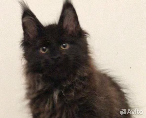 Ушастый котик Ник-черный солид