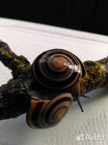 Древесные сухопутные улитки