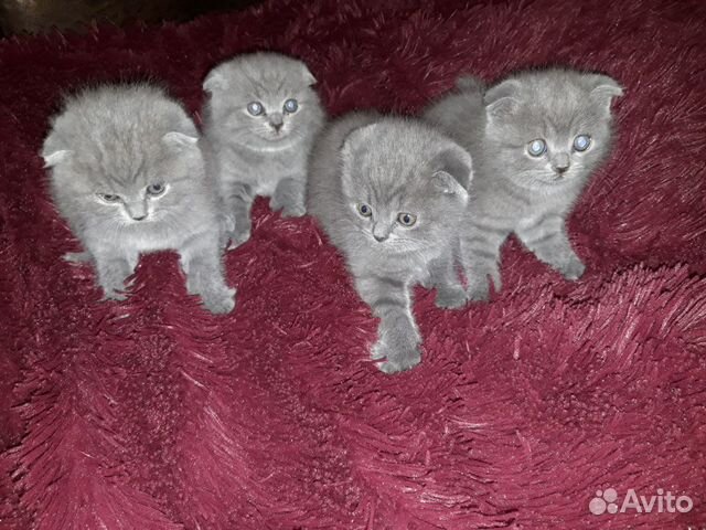 Шотландские