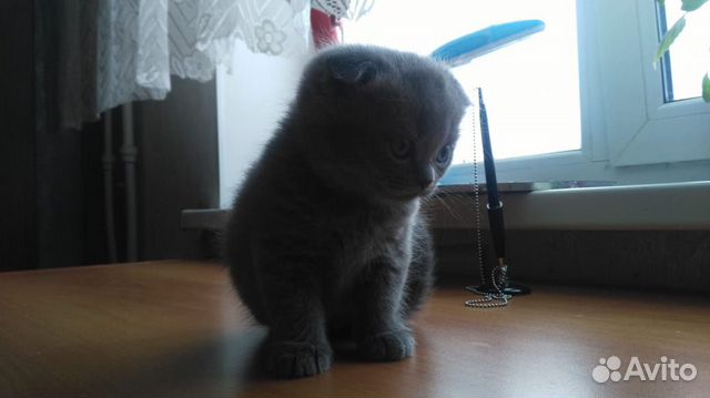 Шотландский котик