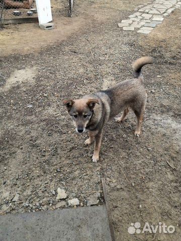 Дружелюбный умный пёс ищет заботливых хозяев