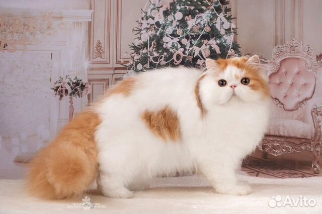 Персик Фигаро