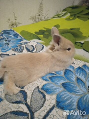 Декоративный крольченок