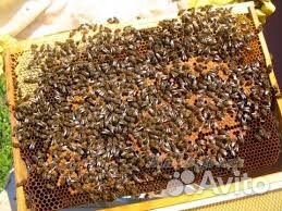 Продам пакет пчел. Крым. Советский район