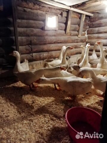 Гуси: холмогорские и линда