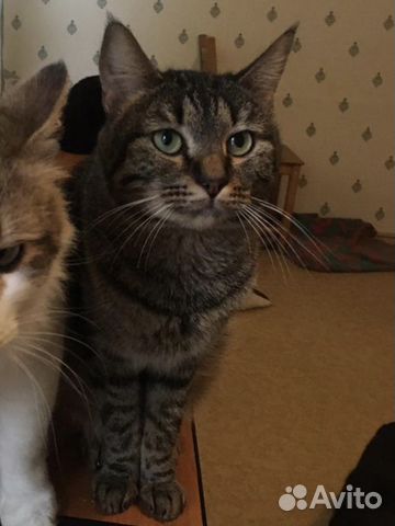 Кот в добрые руки