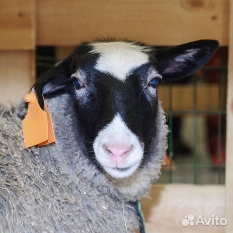 Бараны, овцы живым весом, ягнята разных пород