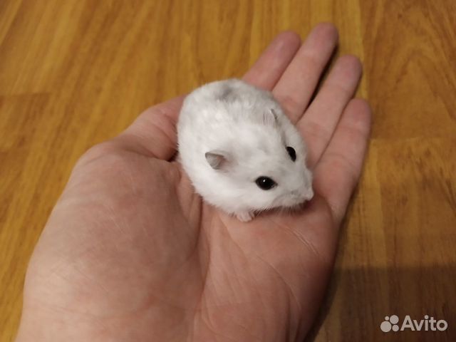 Джунгарский хомяк