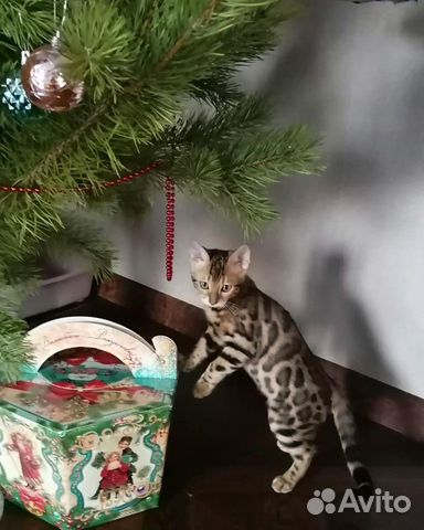 Бенгальские котята