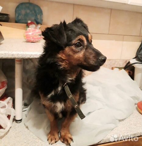 Тузик 2 года 30 см