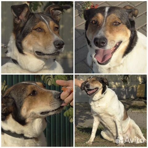Собака Аля 4 года в добрые руки