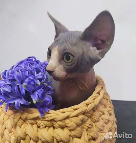 Котенок канадский сфинкс