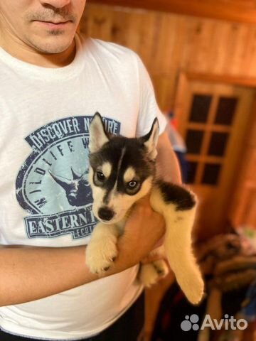 Щенки помски-мини хаски