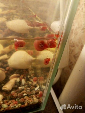 Улитки катушки розовые