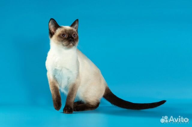 Продается тайский котенок