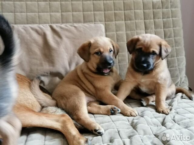 Красивые умные щенки