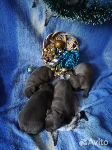 Голубая мечта