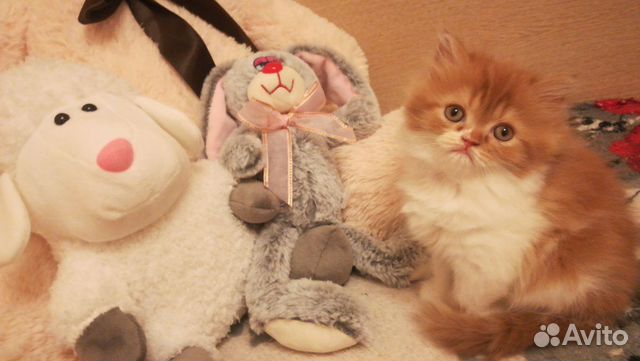 Полуперсидская красотка 2 месяца