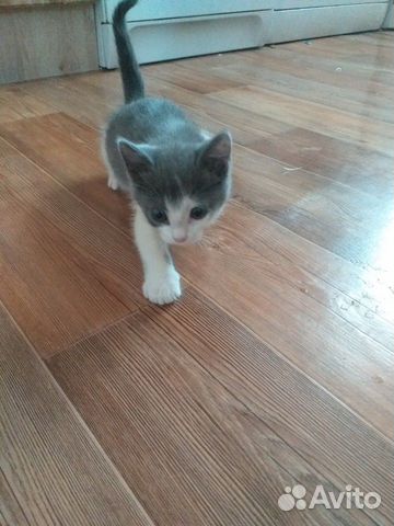 Кошечка 2.5 мес ждет добрых и любящих хозяев