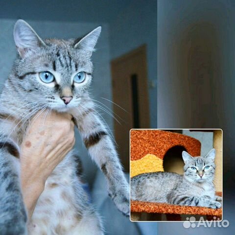 Кошка Линда 1 год Стерильная